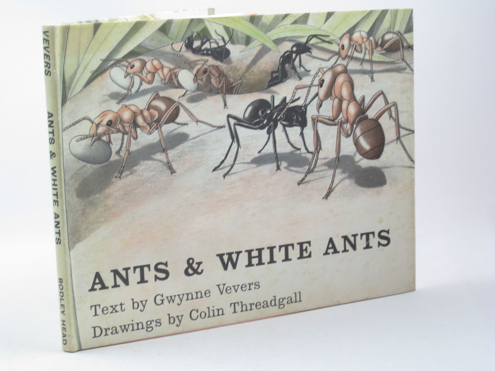 Stella & Rose's Books