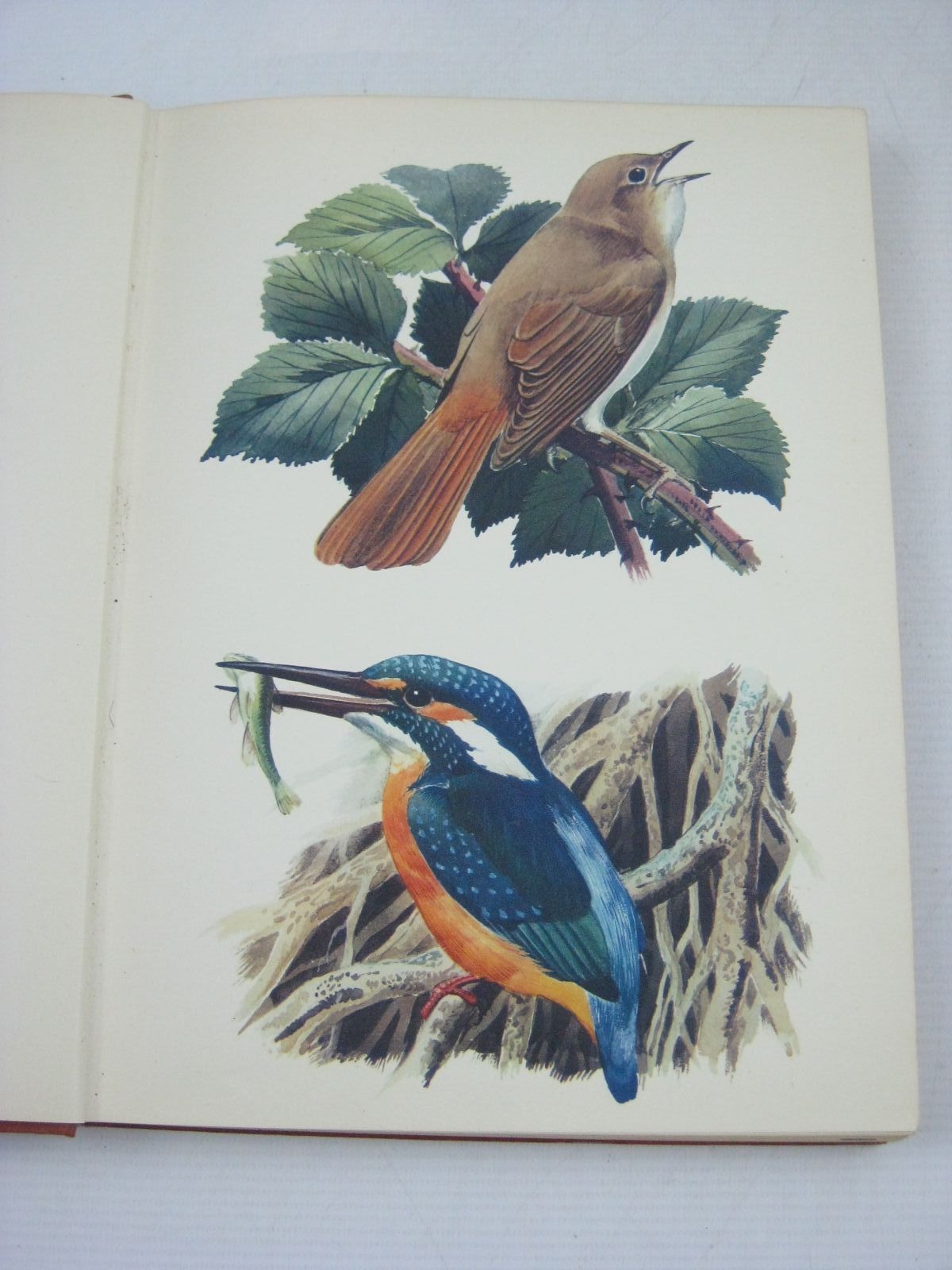 Stella & Rose's Books