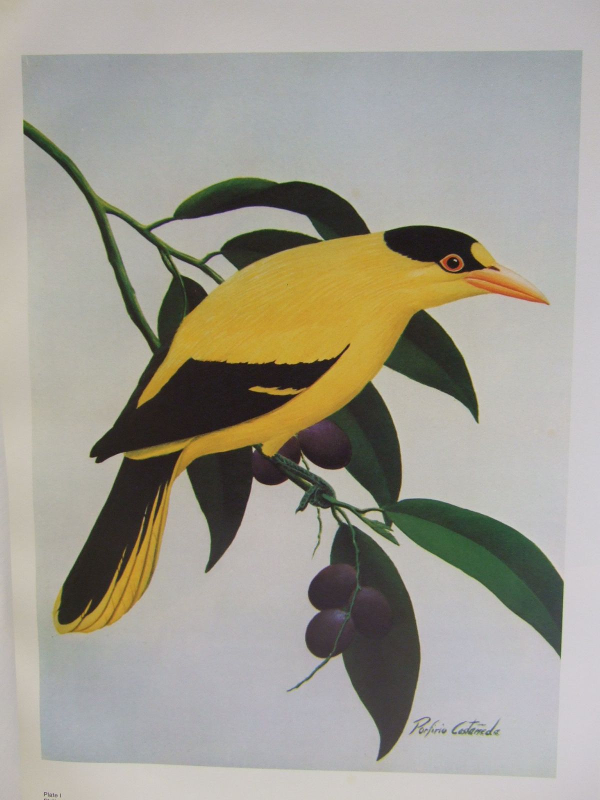 Stella & Rose's Books