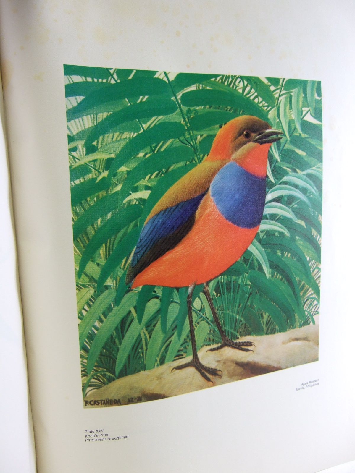 Stella & Rose's Books