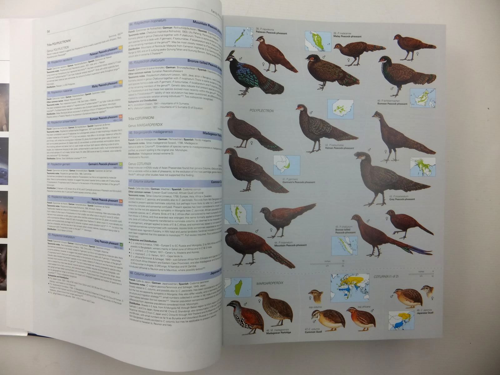 Stella & Rose's Books