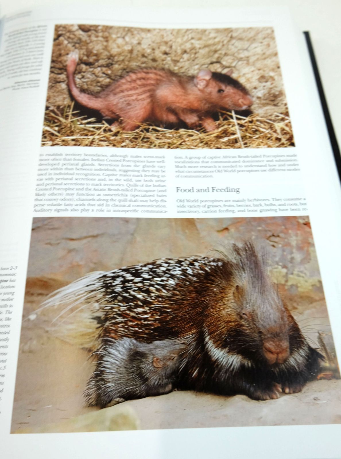 Stella & Rose's Books