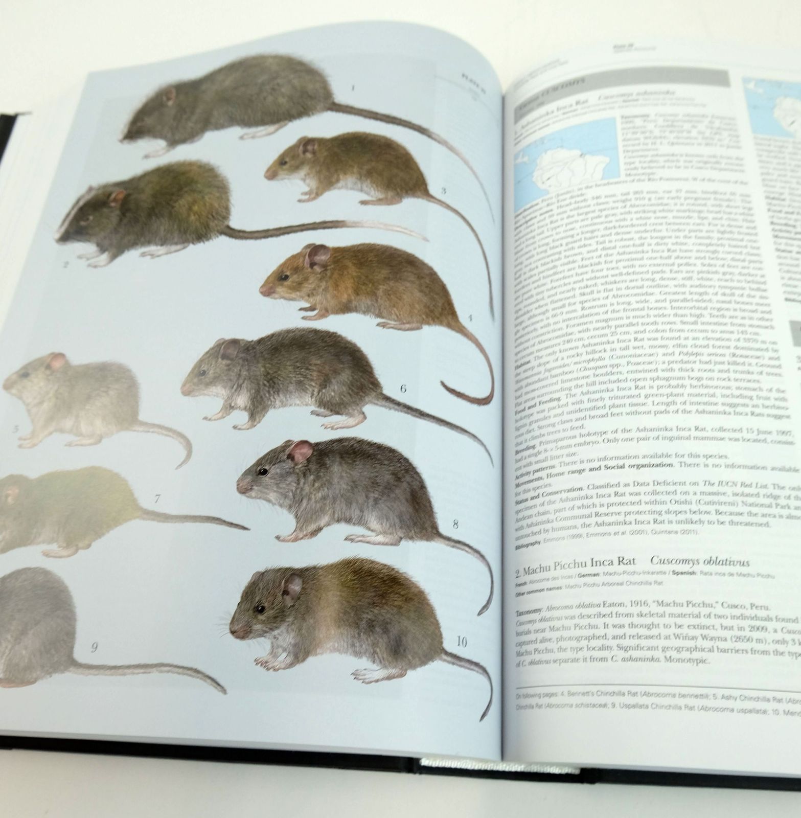 Stella & Rose's Books