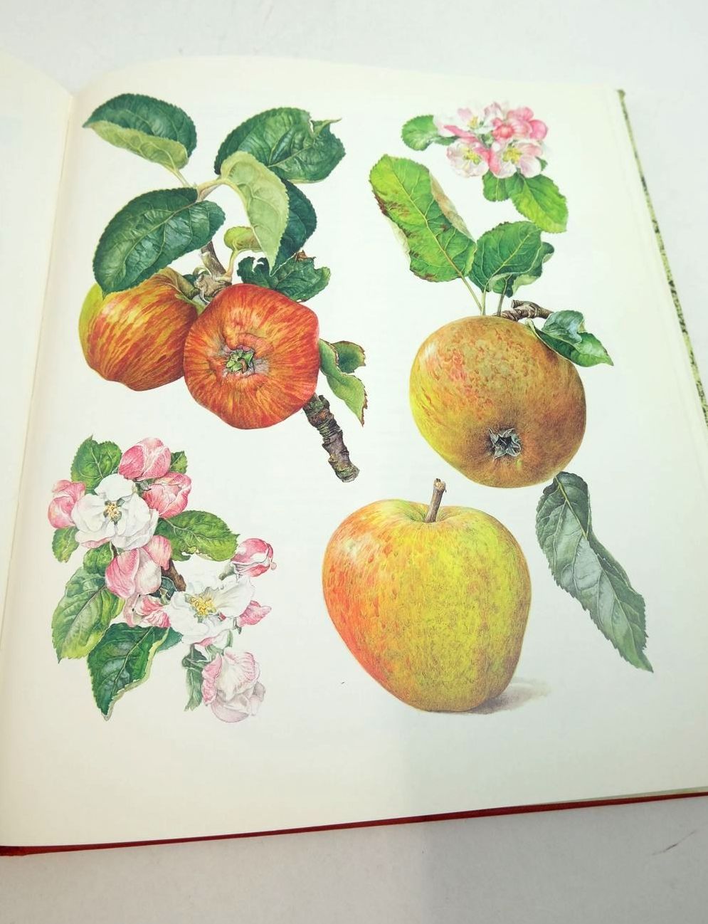 Stella & Rose's Books