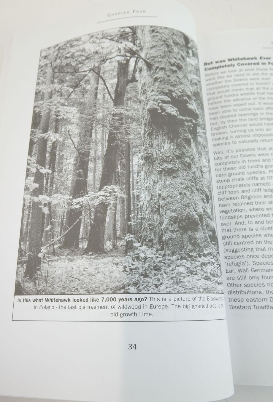 Stella & Rose's Books