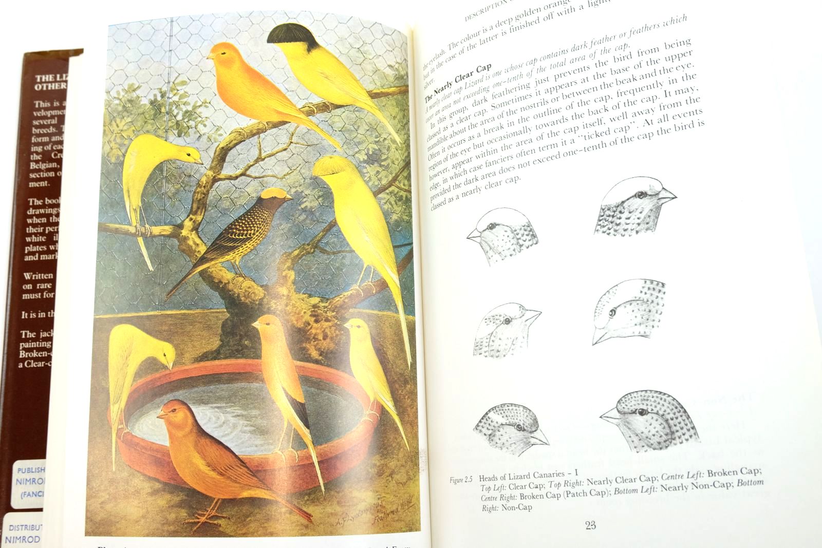 Stella & Rose's Books