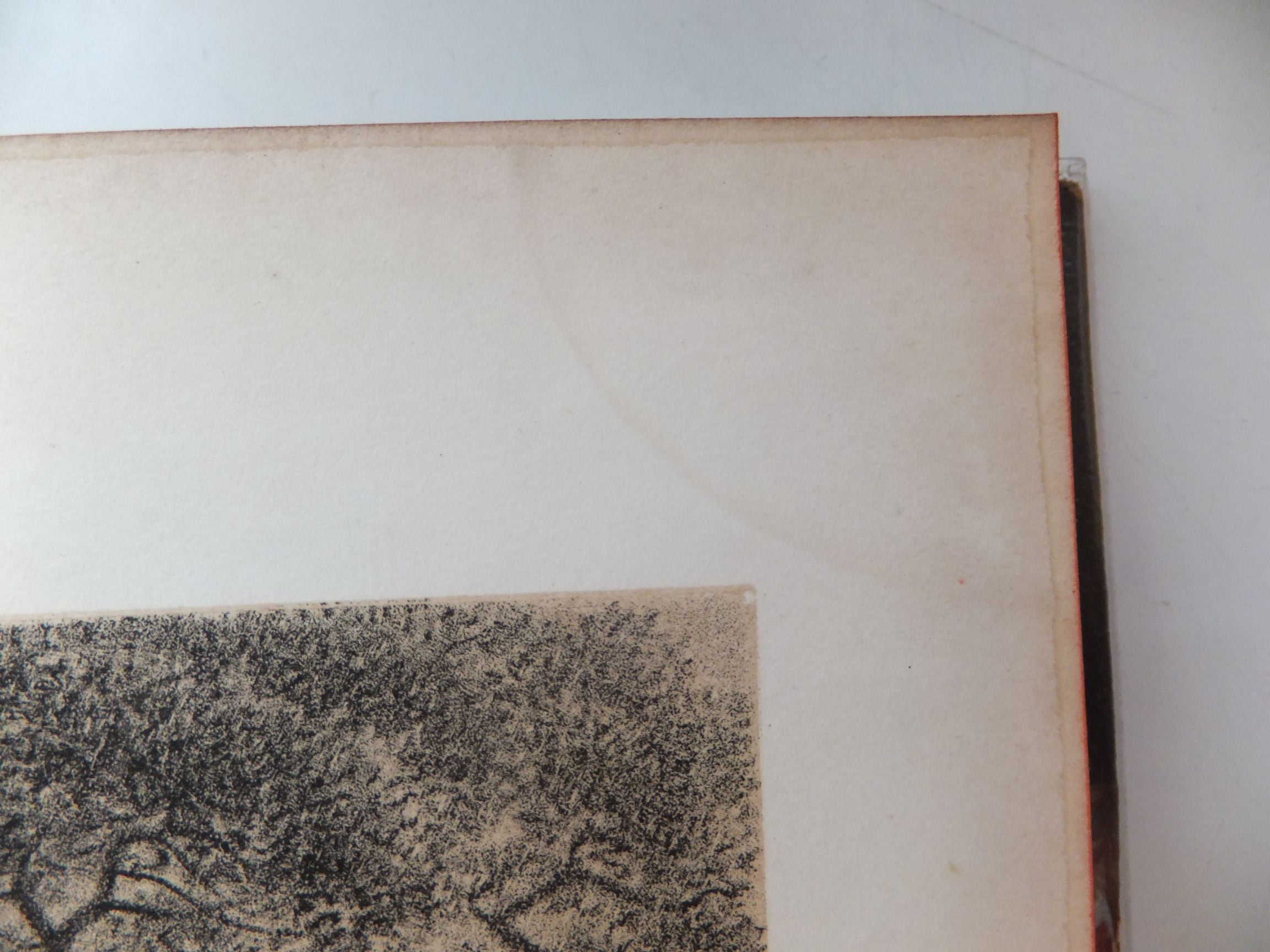 Stella & Rose's Books